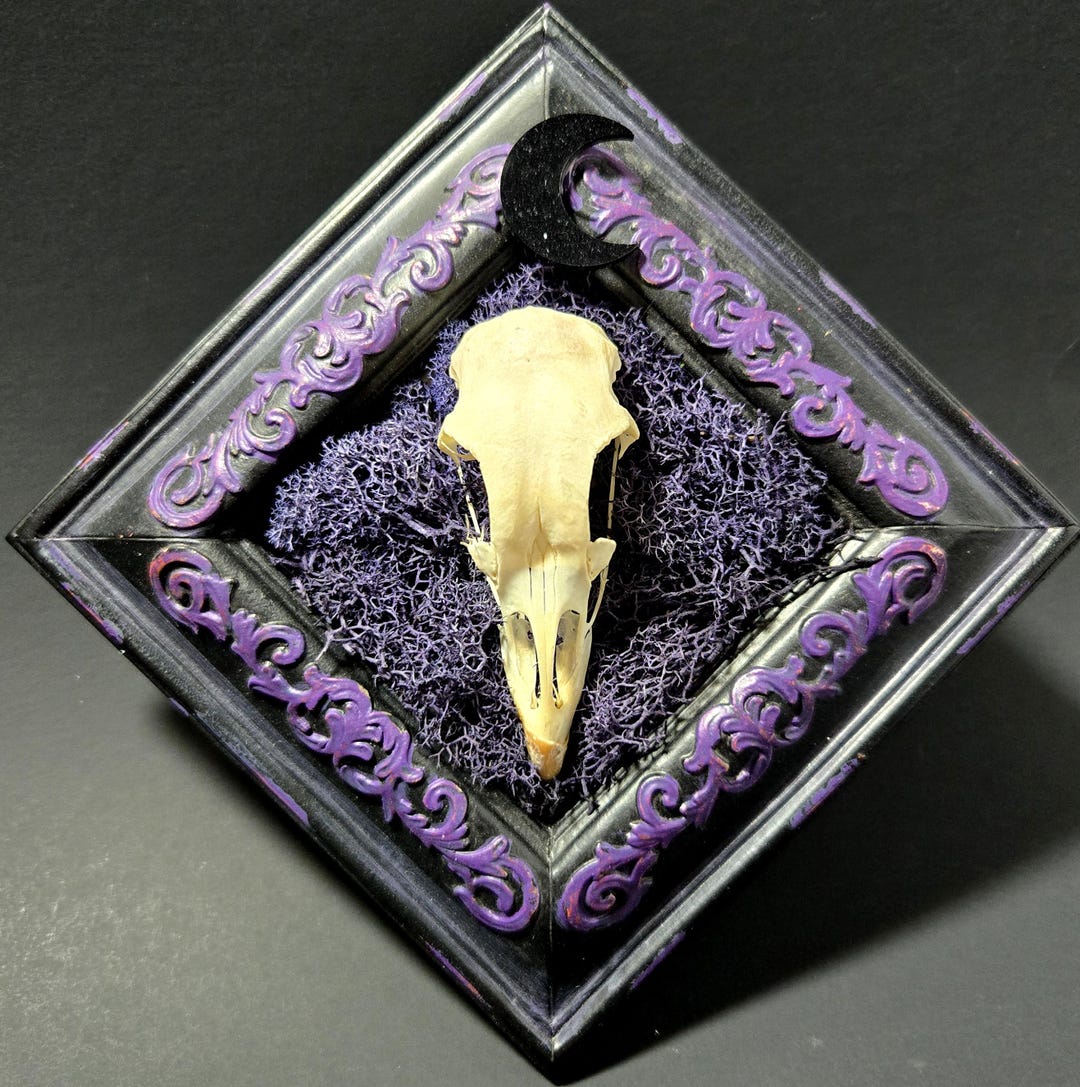 Witchy Bird Skull Display Pheasant Skull Real Skull Plaque Crescent ...