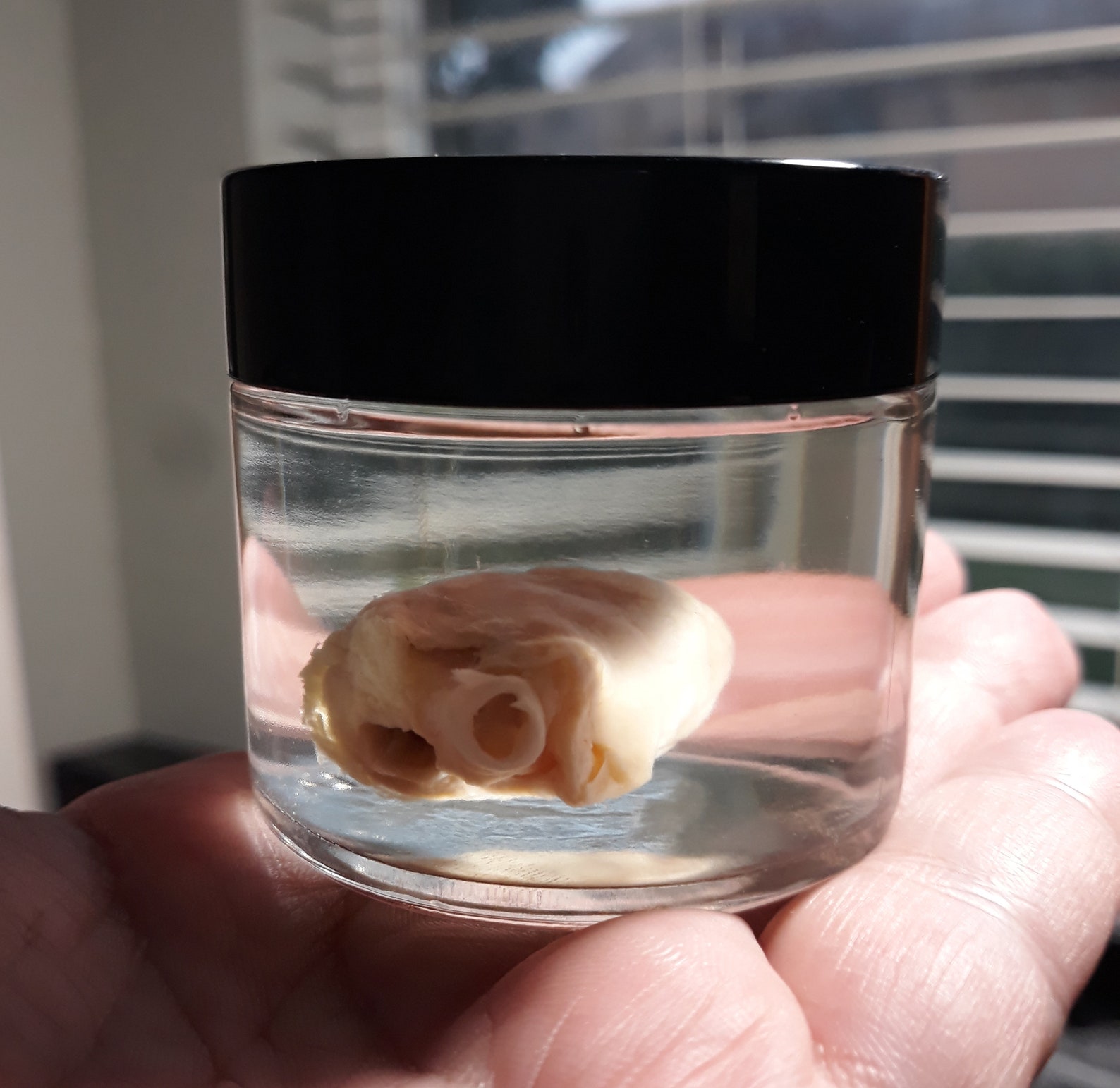 Real Bird Heart in a Jar Preserved Bird Heart Wet Specimen | Etsy