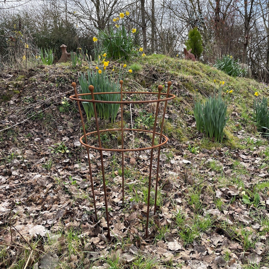 Peony or Herbaceous Support Rusty Metal Plant Stand 78cm H - Etsy UK
