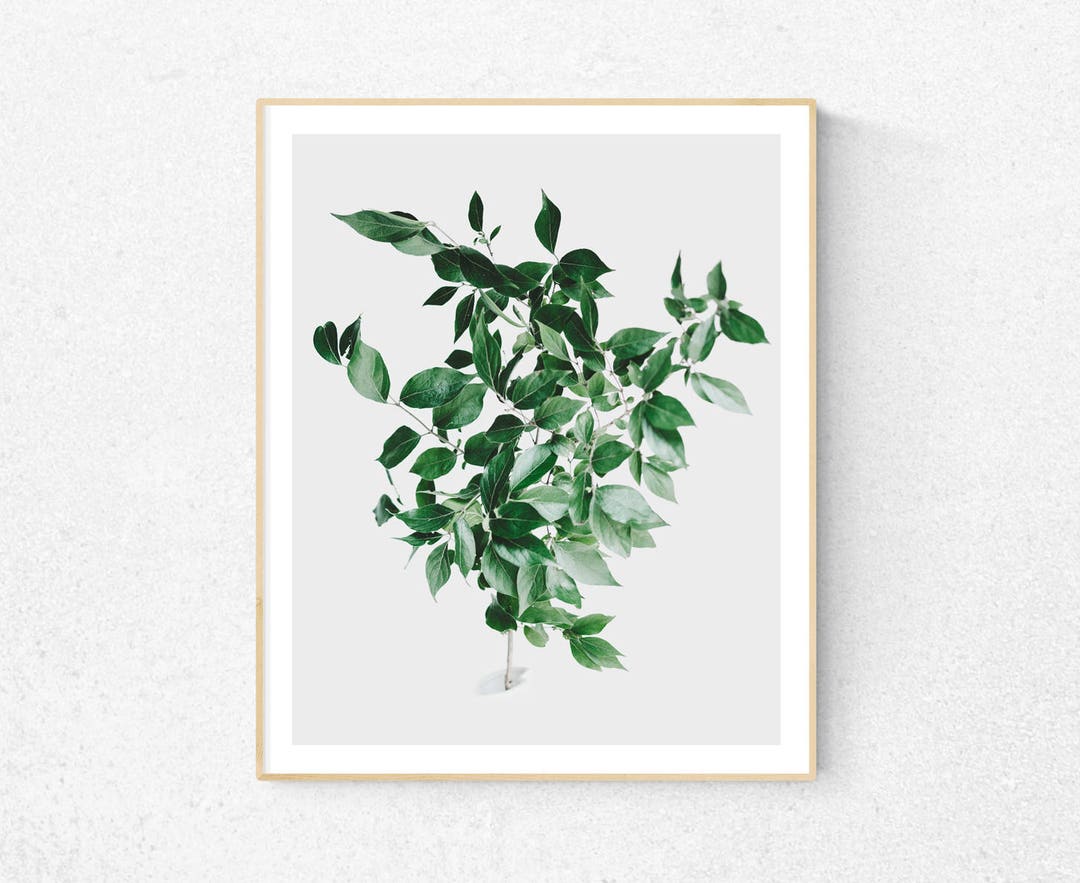 Poster de botanique, poster vert, poster de plantes, photo de plantes ...