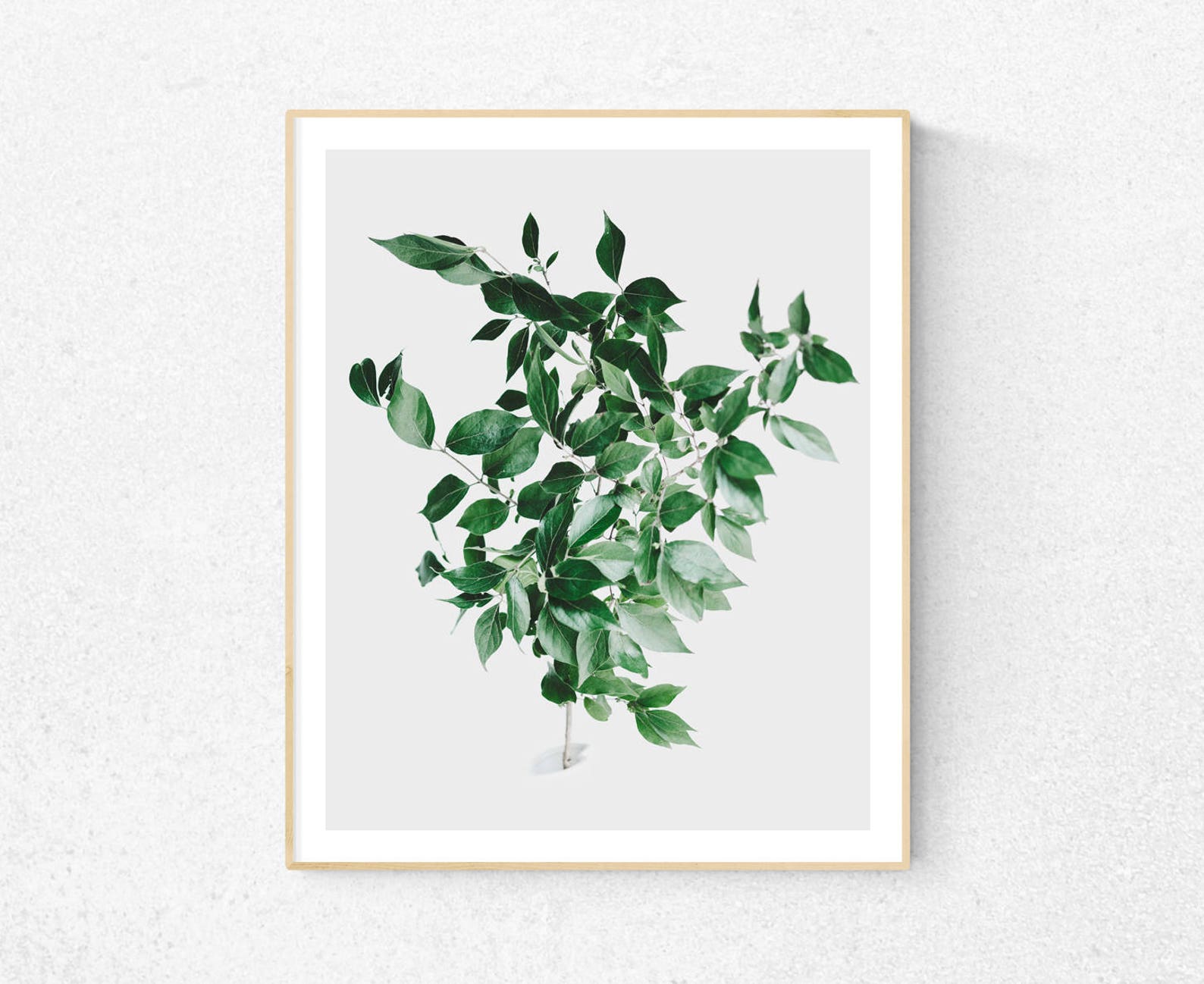 Poster de botanique, poster vert, poster de plantes, photo de plantes ...