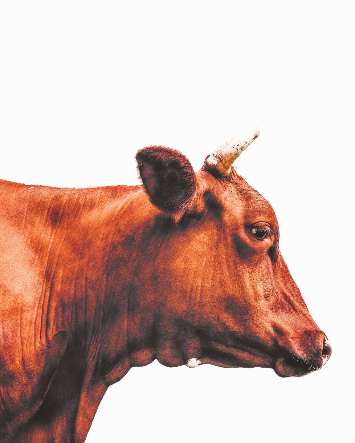 Cow Print Cute Animal Print Cow Wall Art Animal Print Wall | Etsy