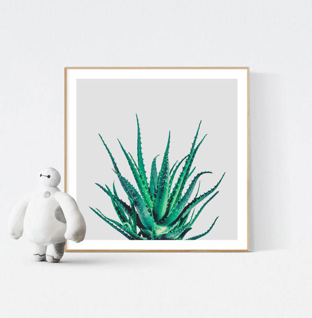 Aloe Vera Print Aloe Vera Leaves Art Print Aloe Vera Art - Etsy