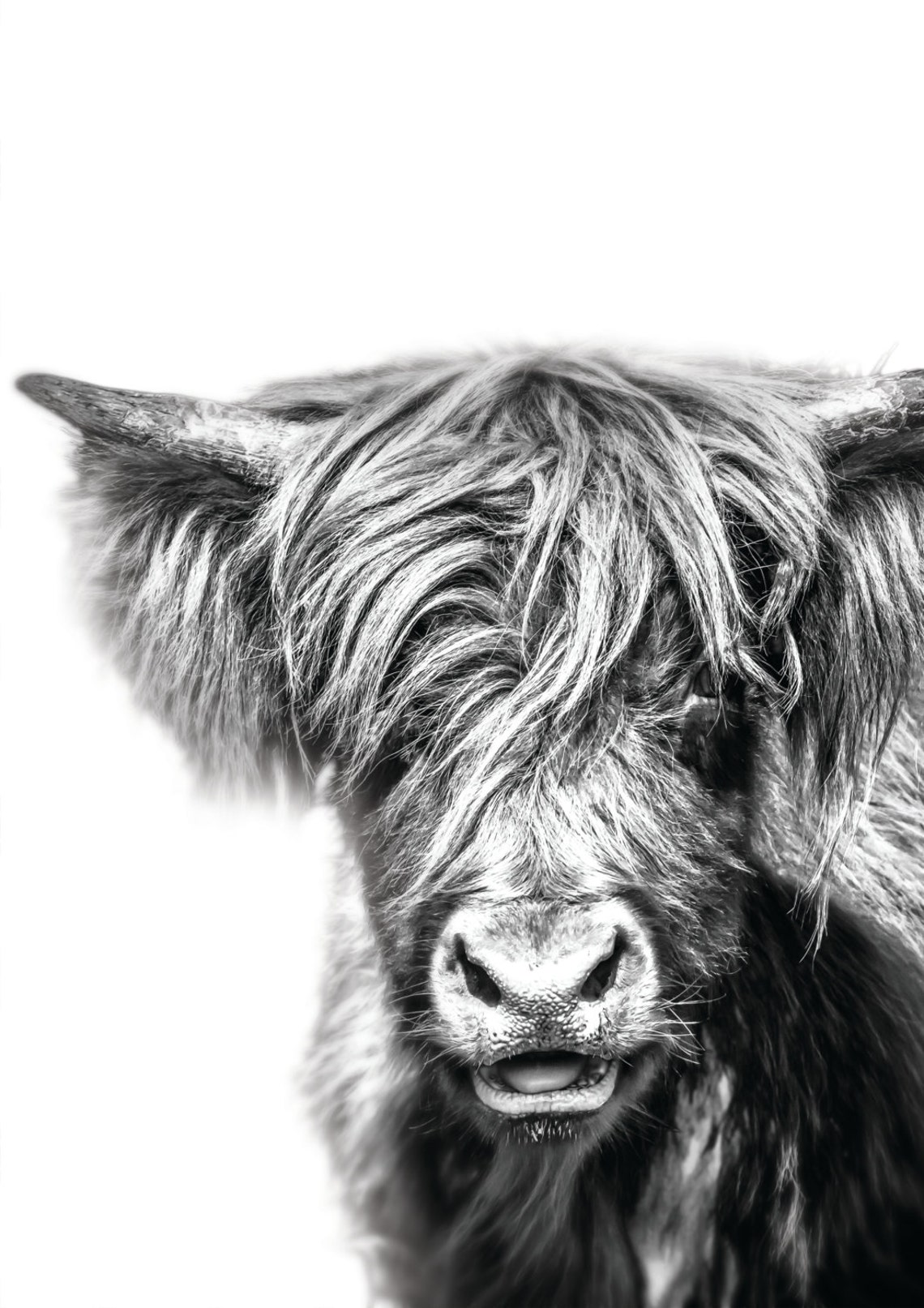 Highland Cow Print Printable Highland Bow Nursery Wall Art - Etsy