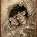 Primitive Vintage Label Digital Jpeg Jars, Tiered Trays, Signs, Prints ...