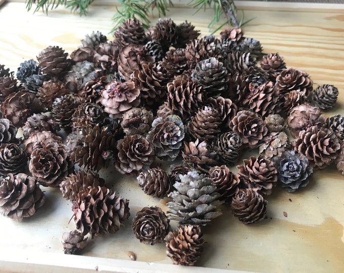 Natural Dried Pine Cones,small Pine Cones for Crafting, Christmas Crafts, Various Sizes of Pine ...