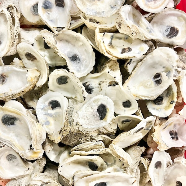 Oyster Shells Bulk - Etsy