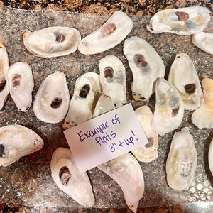 Cleaned Bleached Oyster Shells From SC! Free Shipping! - Etsy
