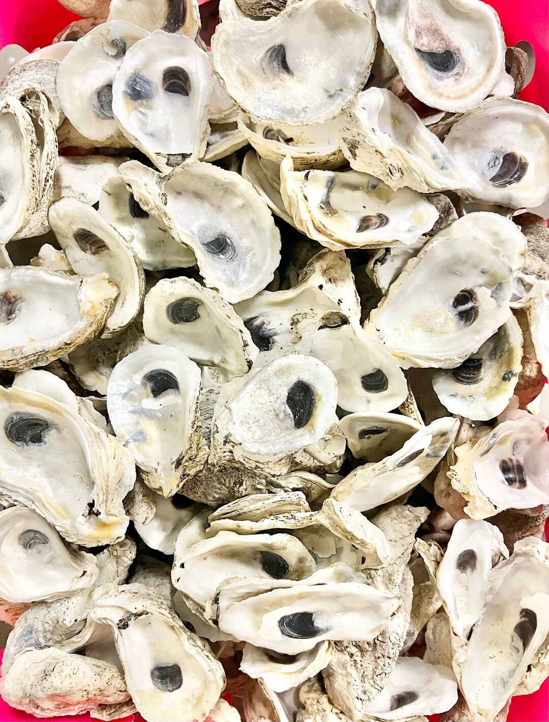 Cleaned Bleached Oyster Shells From SC! Free Shipping! - Etsy