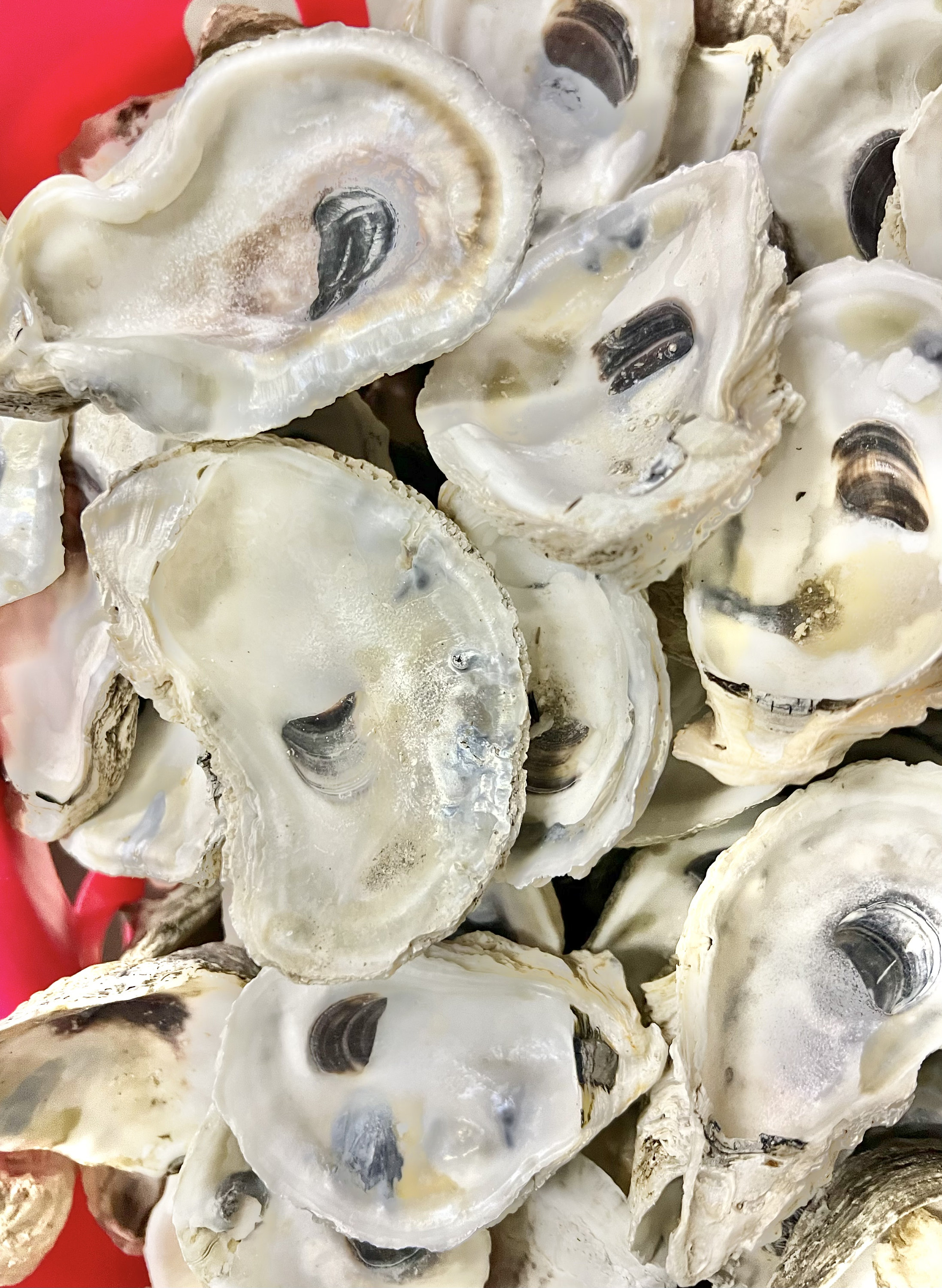 Cleaned Bleached Oyster Shells From SC Free Shipping - Etsy