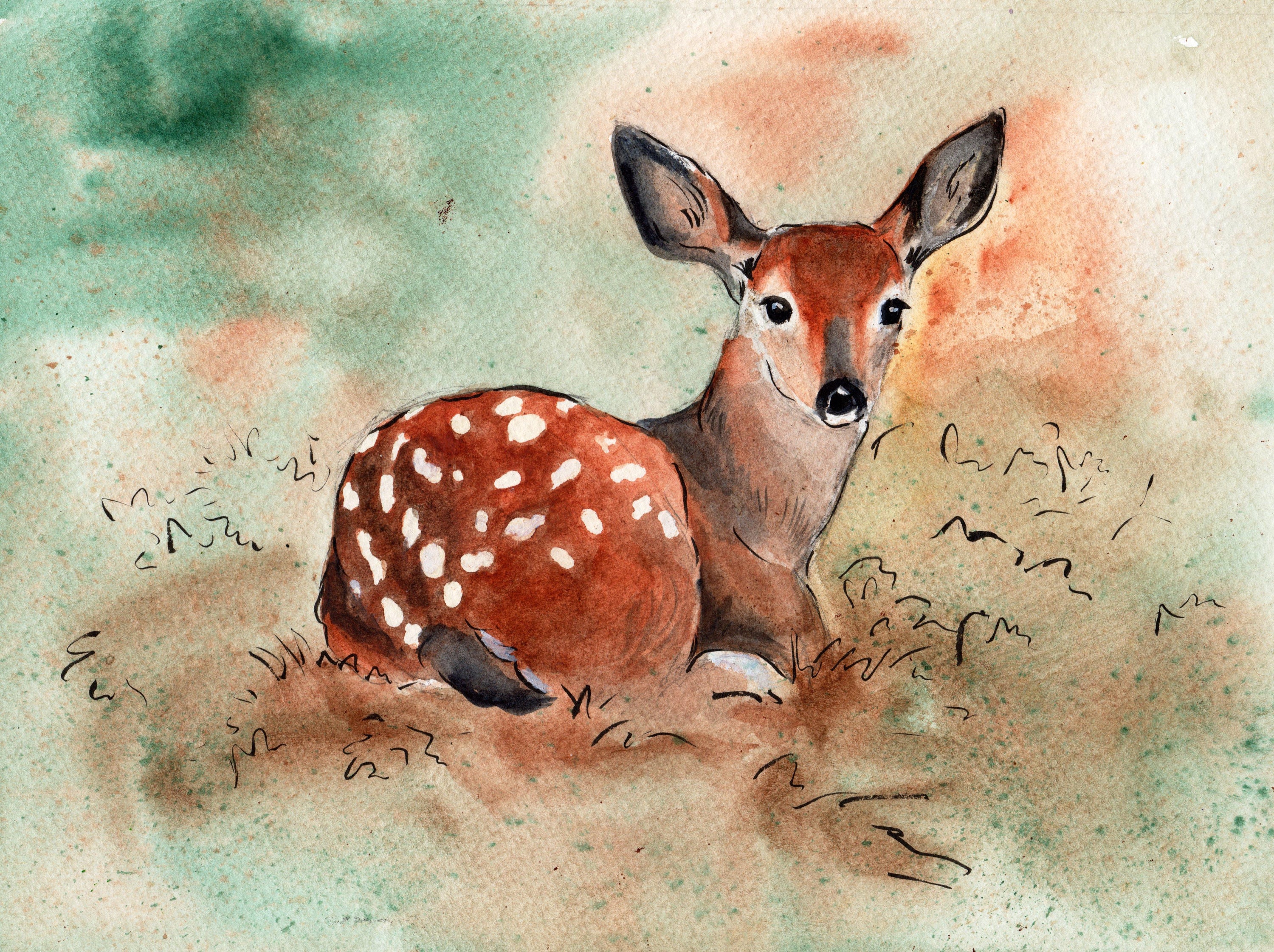 Fawn Watercolor
