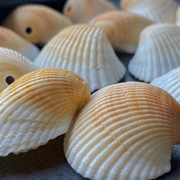 Drilled Sea Shells - Etsy