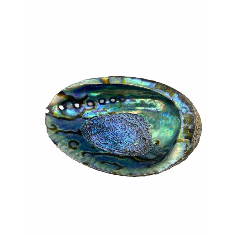 Large Abalone Shell Smudge Bowl 6 Colorful Abalone | Etsy