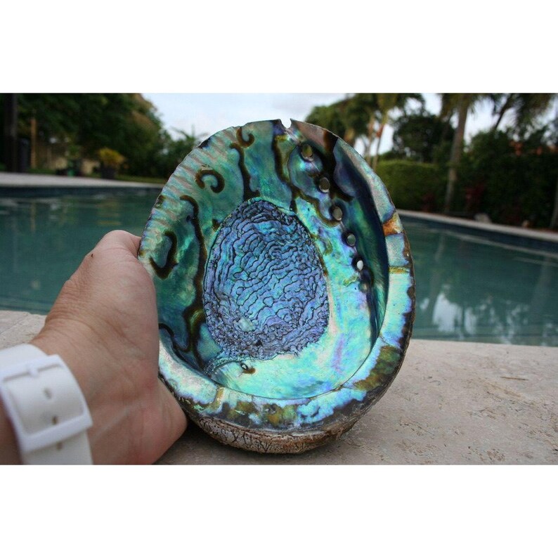 Large Abalone Shell Smudge Bowl 6 Colorful Abalone - Etsy