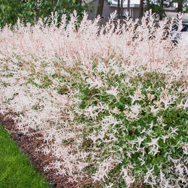 Dappled Willow Tree - Etsy