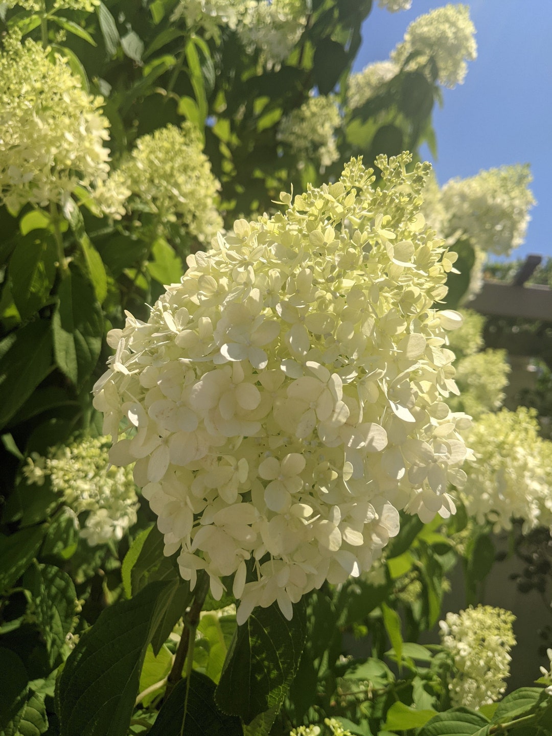 Annabelle White Hydrangea Cuttings, 3 Unrooted,white Hydrangea,garden ...