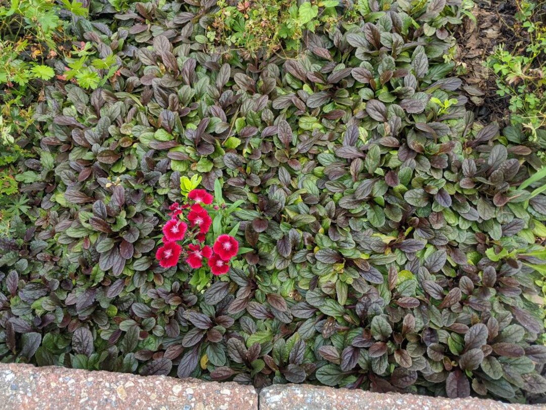 Ajuga Ground Cover,perennial Plants, 10 Rooted Plants, Plus One Free ...