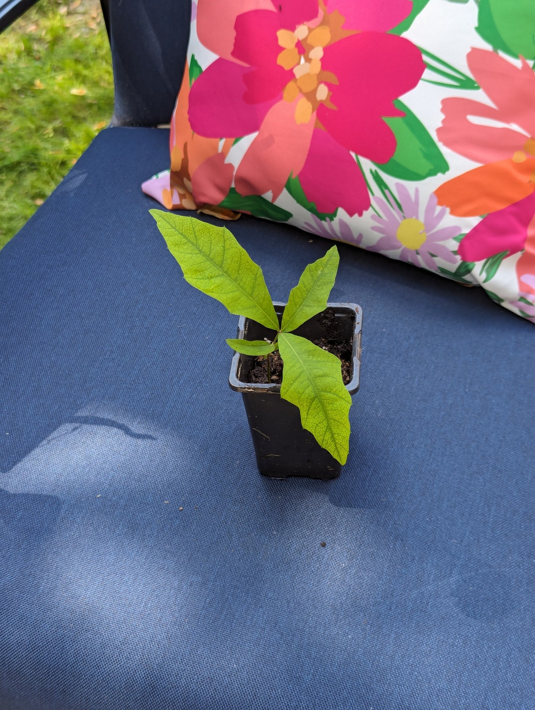 White Oak Tree, Starter Tree, Live Oak Tree, Starter White Oak Tree ...