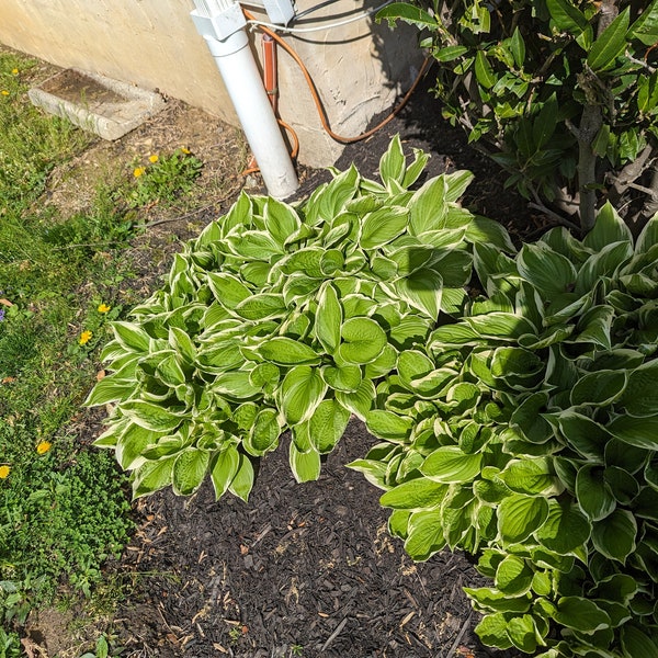 Hosta Bare Root - Etsy