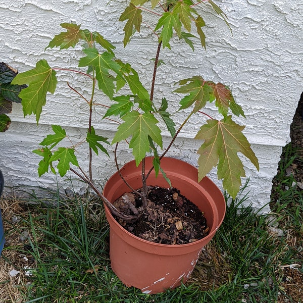 Red Maple Tree - Etsy