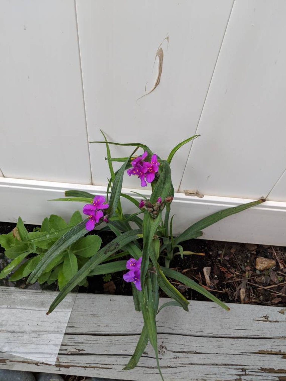 Spiderwort Tradescantia Perennial Plant One Bare Root Etsy