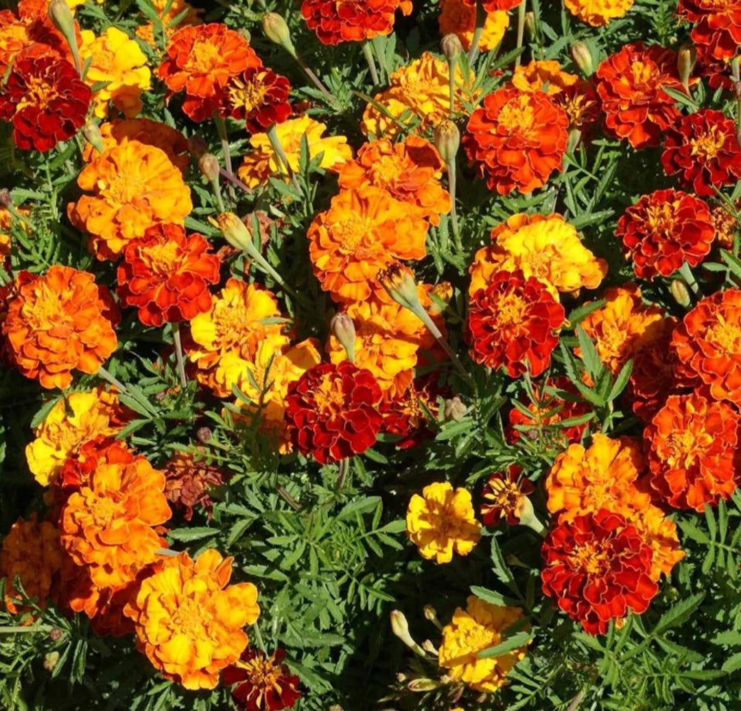 Marigold Seeds, 175 Multi Colored , Annual, Sun Loving Flower, Cottage ...
