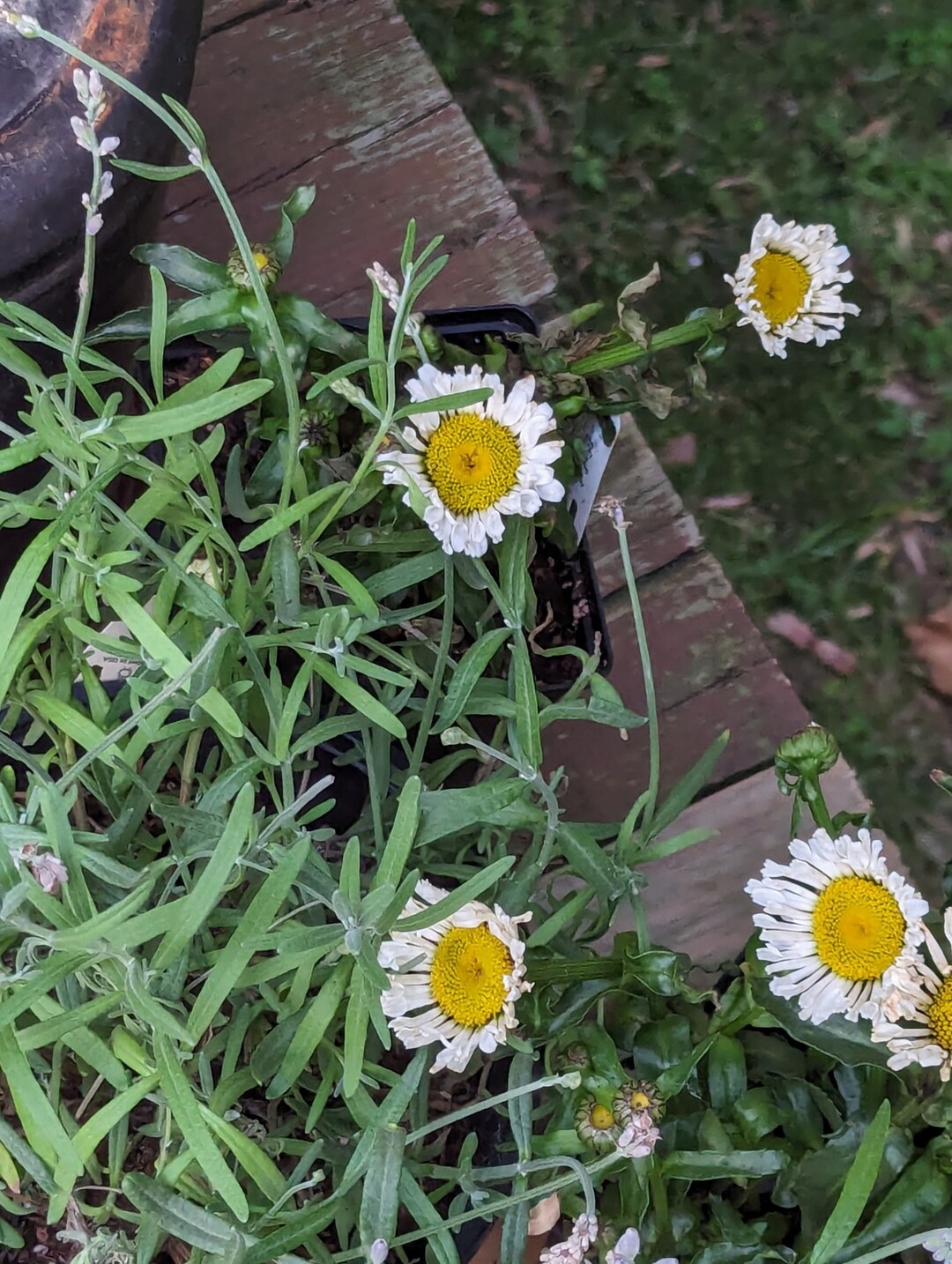 Shasta Daisy Plants, 3 Bare Root Plants, Starter Plants ,cottage Garden ...