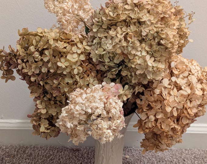 Dried Hydrangea, 6 Dried Hydrangea Stems, Hydrangea, Assorted Colors ...
