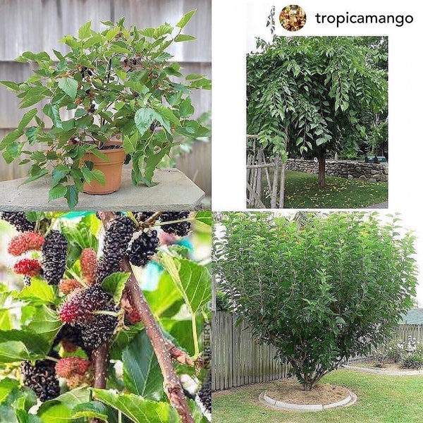 Dwarf Fruit Tree - Etsy