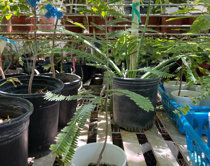 AMLA Live Plant Aka Emblica Officinalis Indian Gooseberry Phyllanthus ...