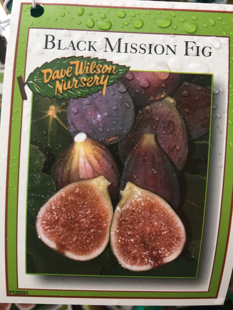 Fig Trees, 14 Varieties to Choose From - Etsy