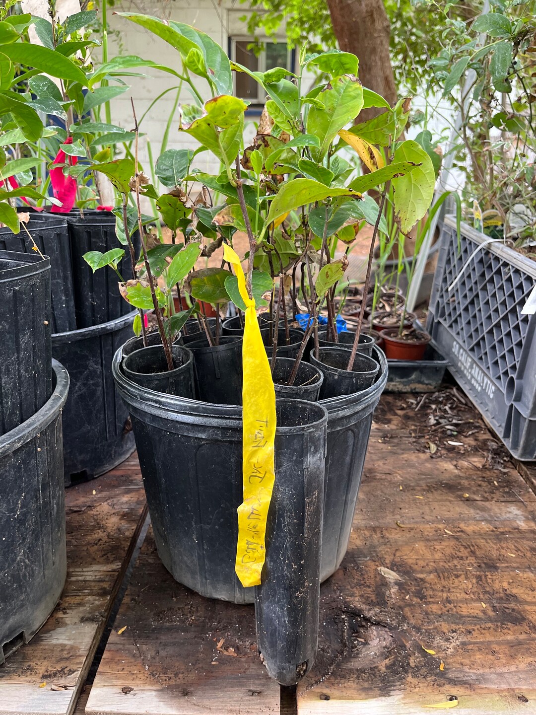 Jack Fruit Trees Jack Tree Artocarpus Heterophyllus - Etsy