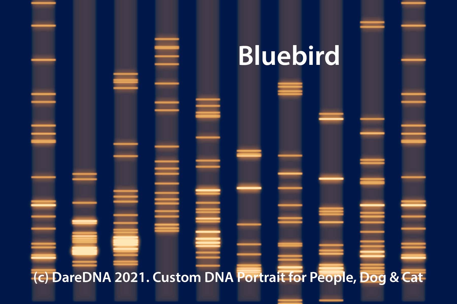 Custom DNA Portrait for People Dogs and Cats A Special - Etsy