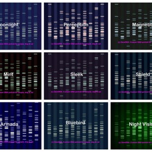 Artistry Meets Genetics: Custom DNA Art for Your Home Decor ...