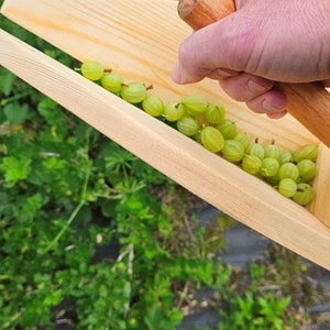 Gooseberry Harvesting Scoop - Etsy UK