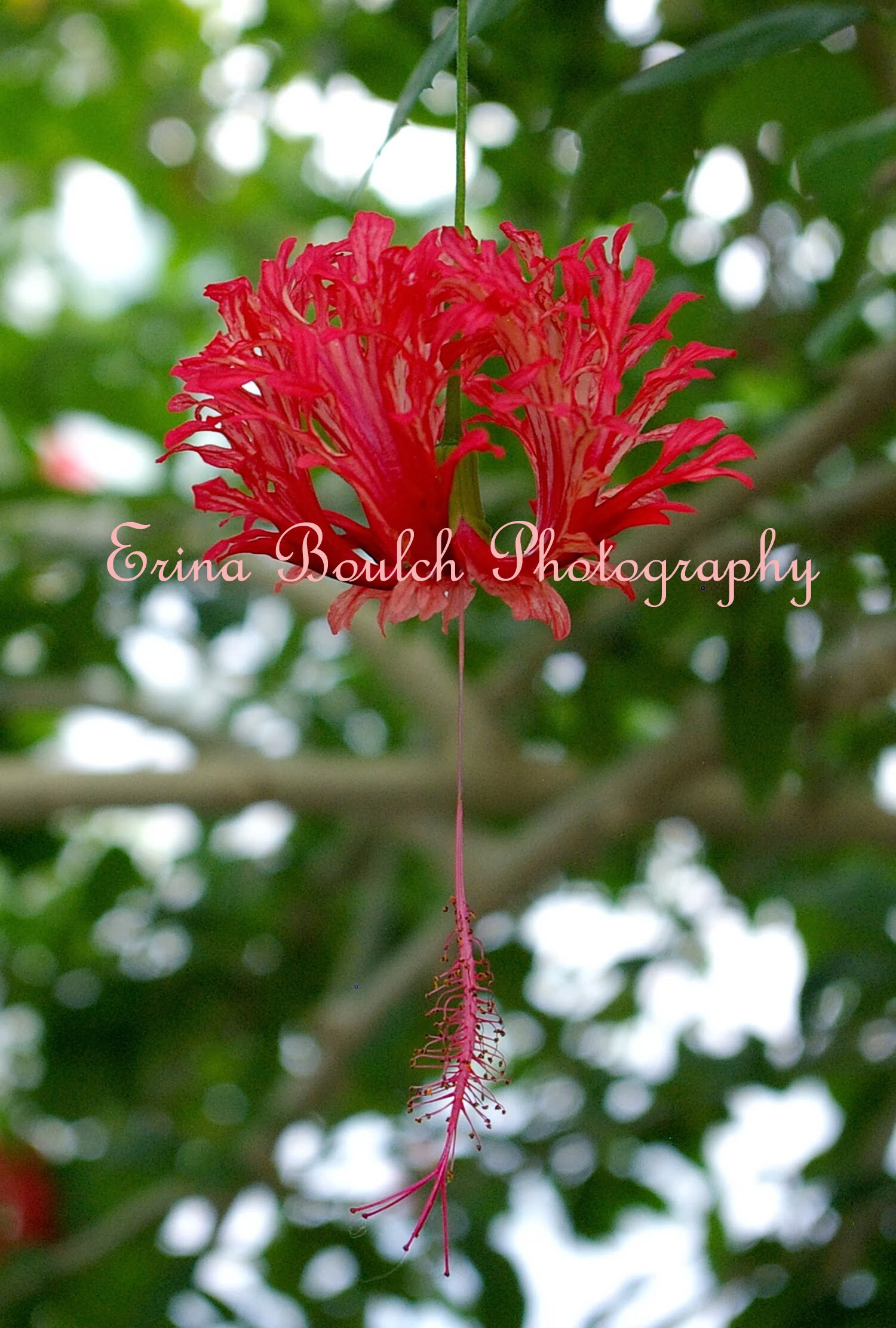 Japanese Lantern Hibiscus