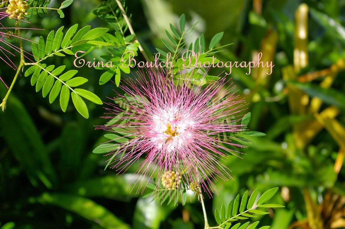 Flowering Plants , Calliandra , Flower Garden Plants - Digital Download ...