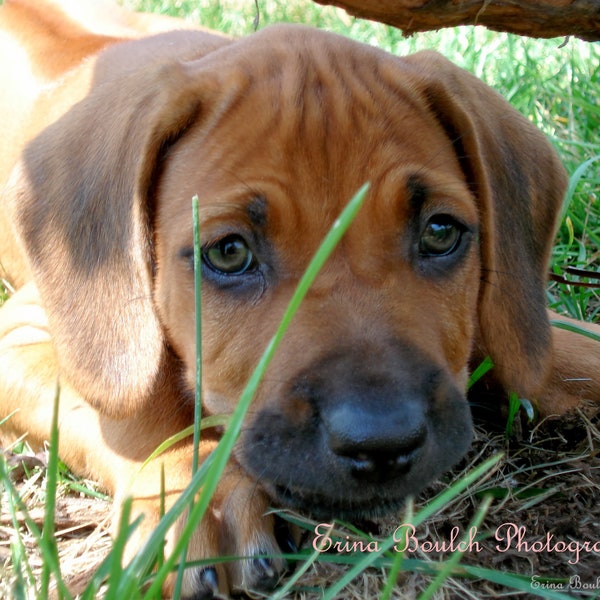 Rhodesian Ridgeback - Etsy