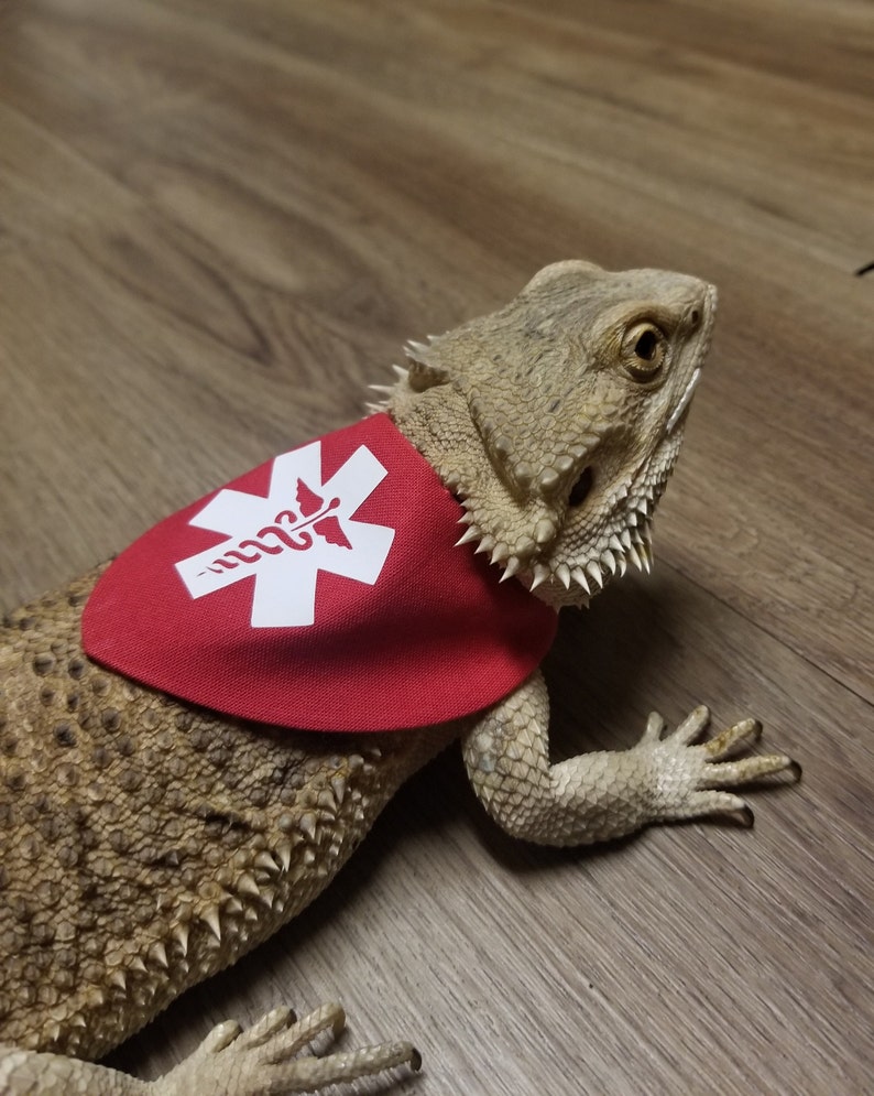 Emotional Support Bearded Dragon Bandana, Lizard Leash Harness - Etsy