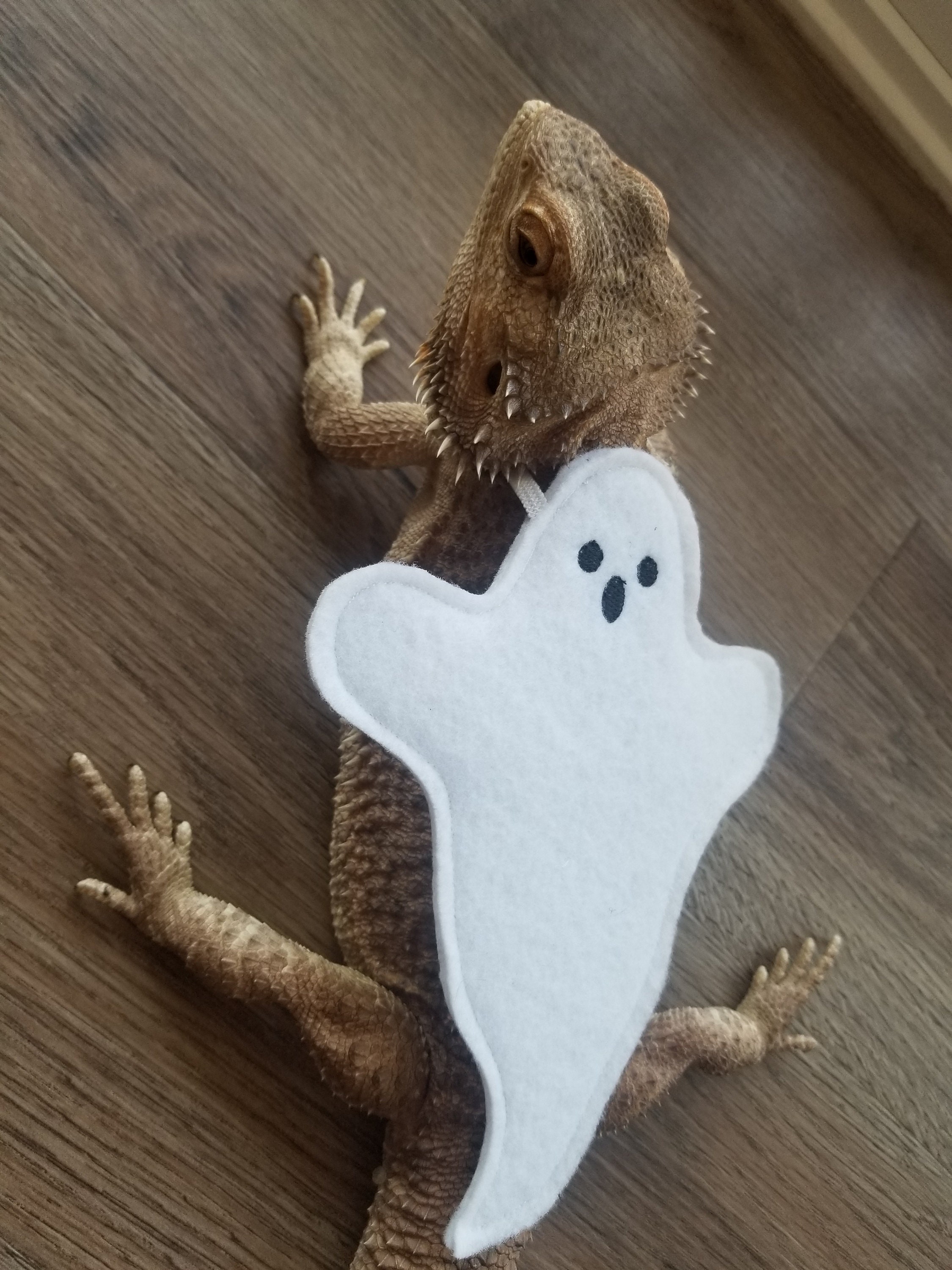 Bearded Dragon Ghost Costume, Halloween Costume - Etsy