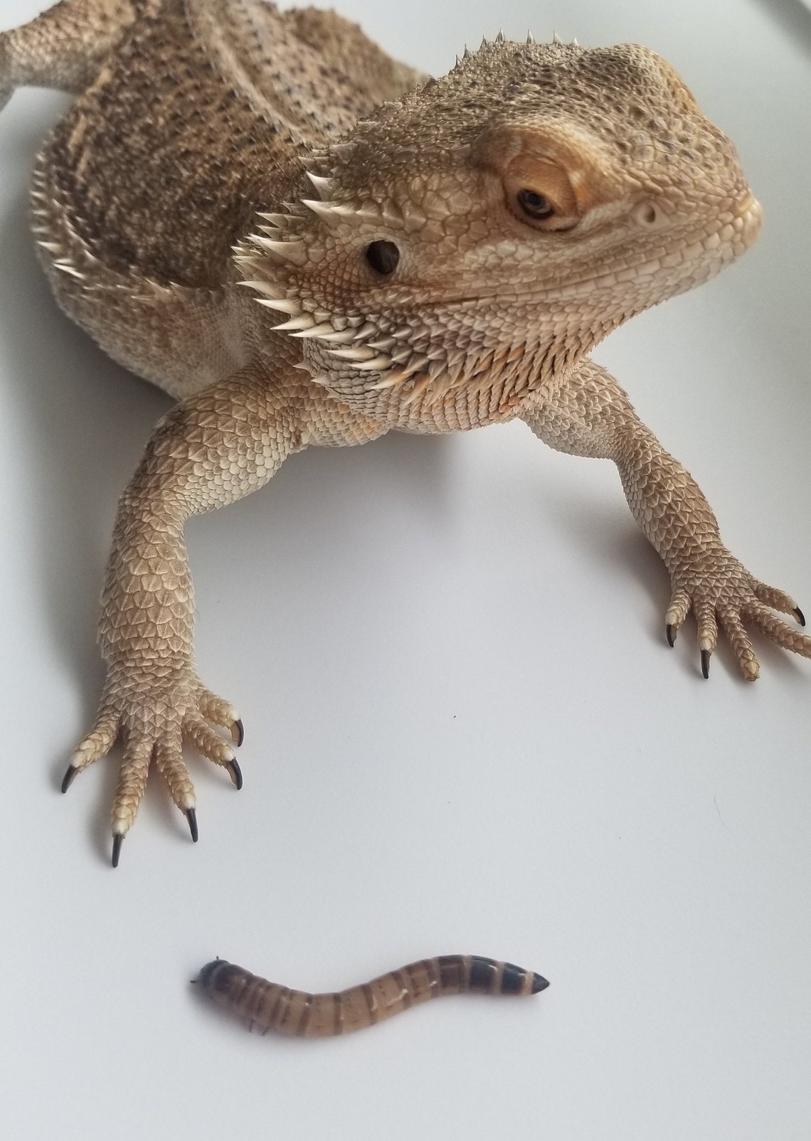 Bearded Dragon Bug Bubble Bearded Dragon Toy | Etsy