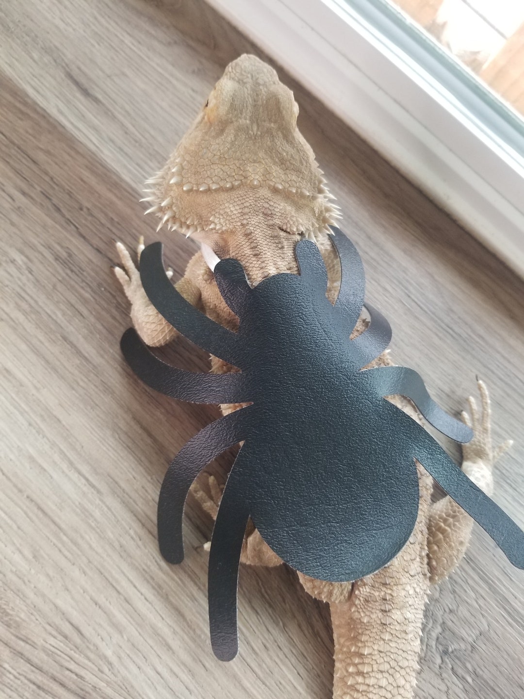 Halloween Costume, Lizard Costume, Rodent Costume, Halloween Pictures ...