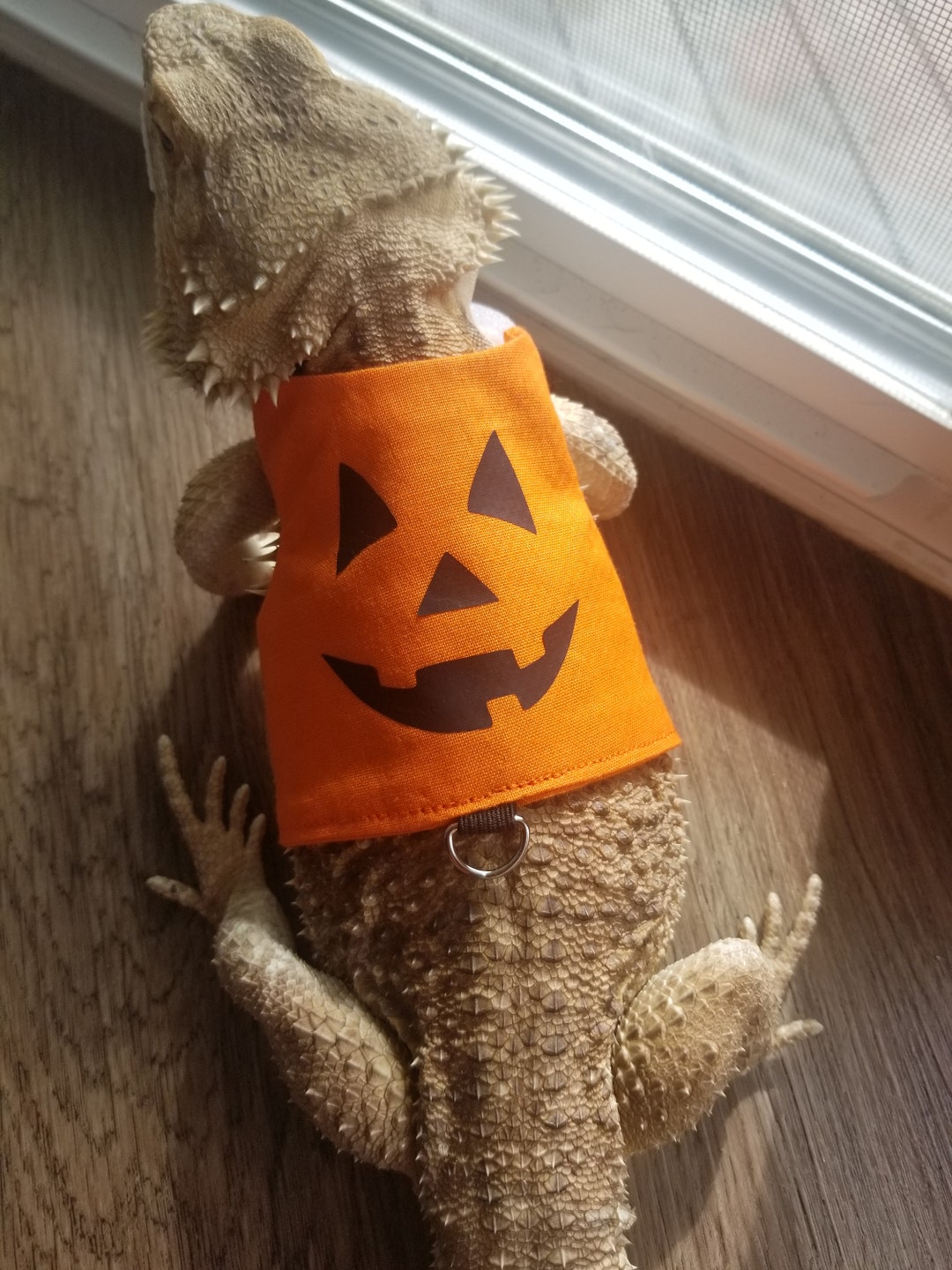 Bearded Dragon Costume, Halloween Costume, Bearded Dragon Harness ...