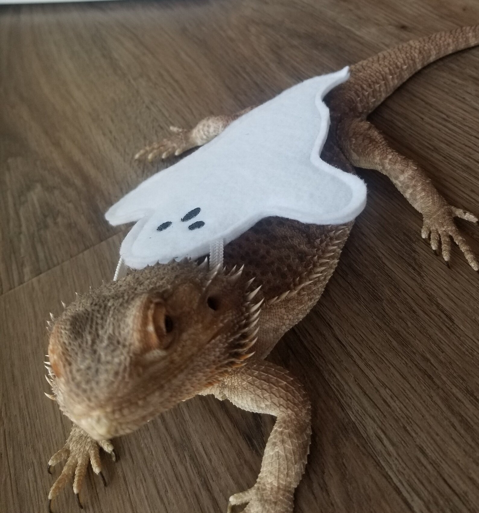 Bearded Dragon Ghost Costume, Halloween Costume - Etsy
