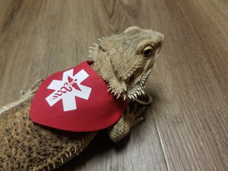 Emotional Support Bearded Dragon Bandana, Lizard Leash Harness - Etsy