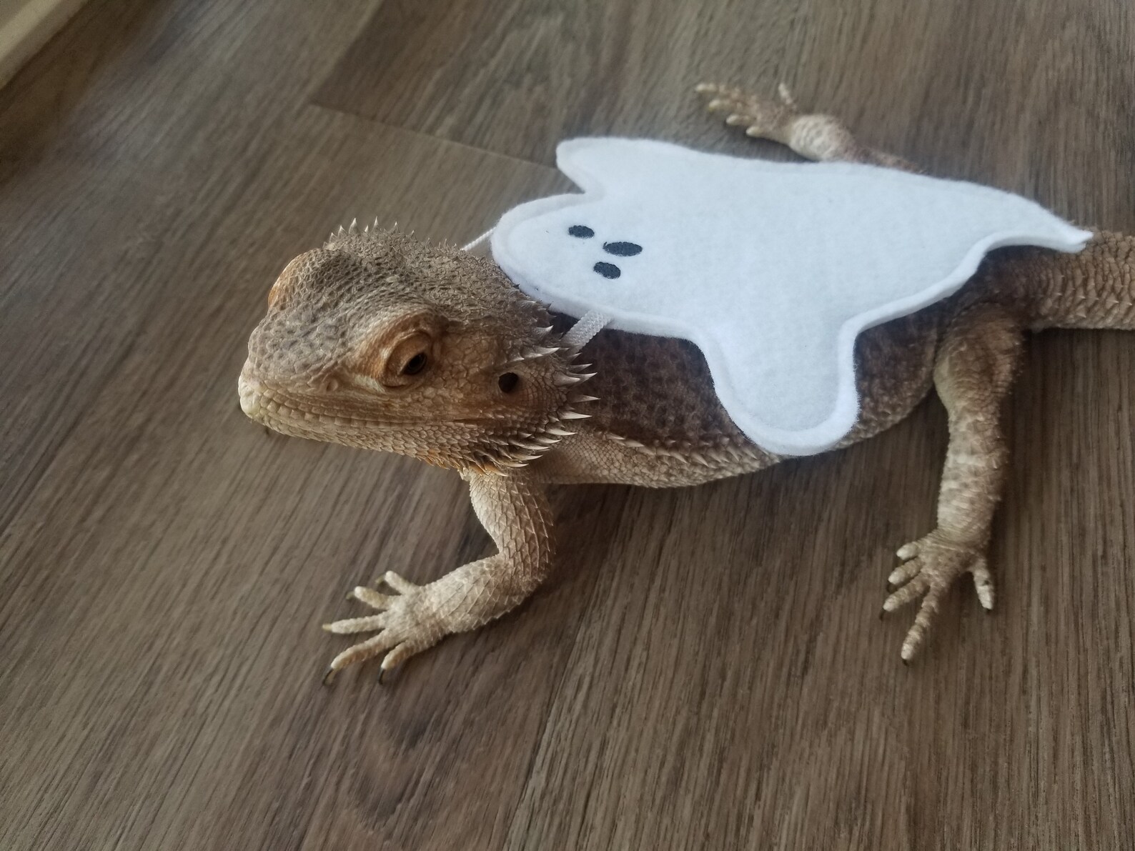 Bearded Dragon Ghost Costume, Halloween Costume - Etsy