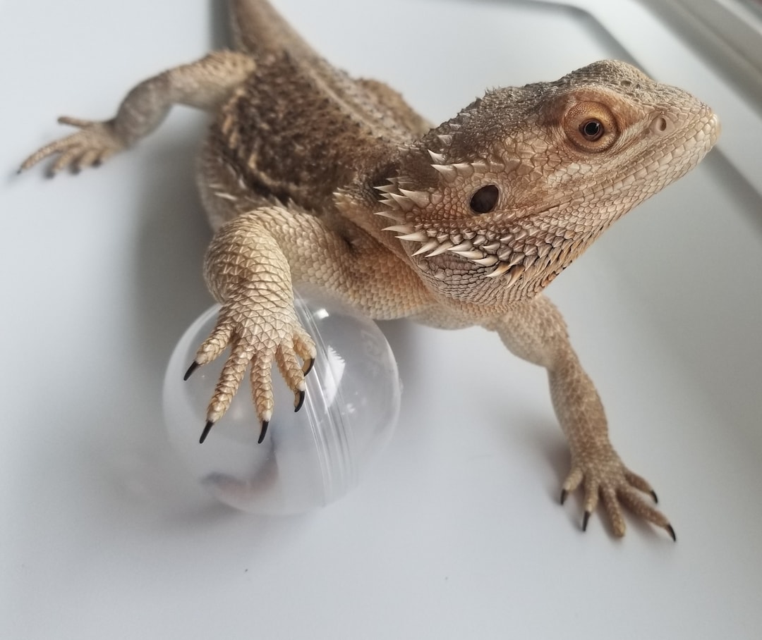 Bearded Dragon Bug Bubble - Bearded Dragon Toy - Etsy