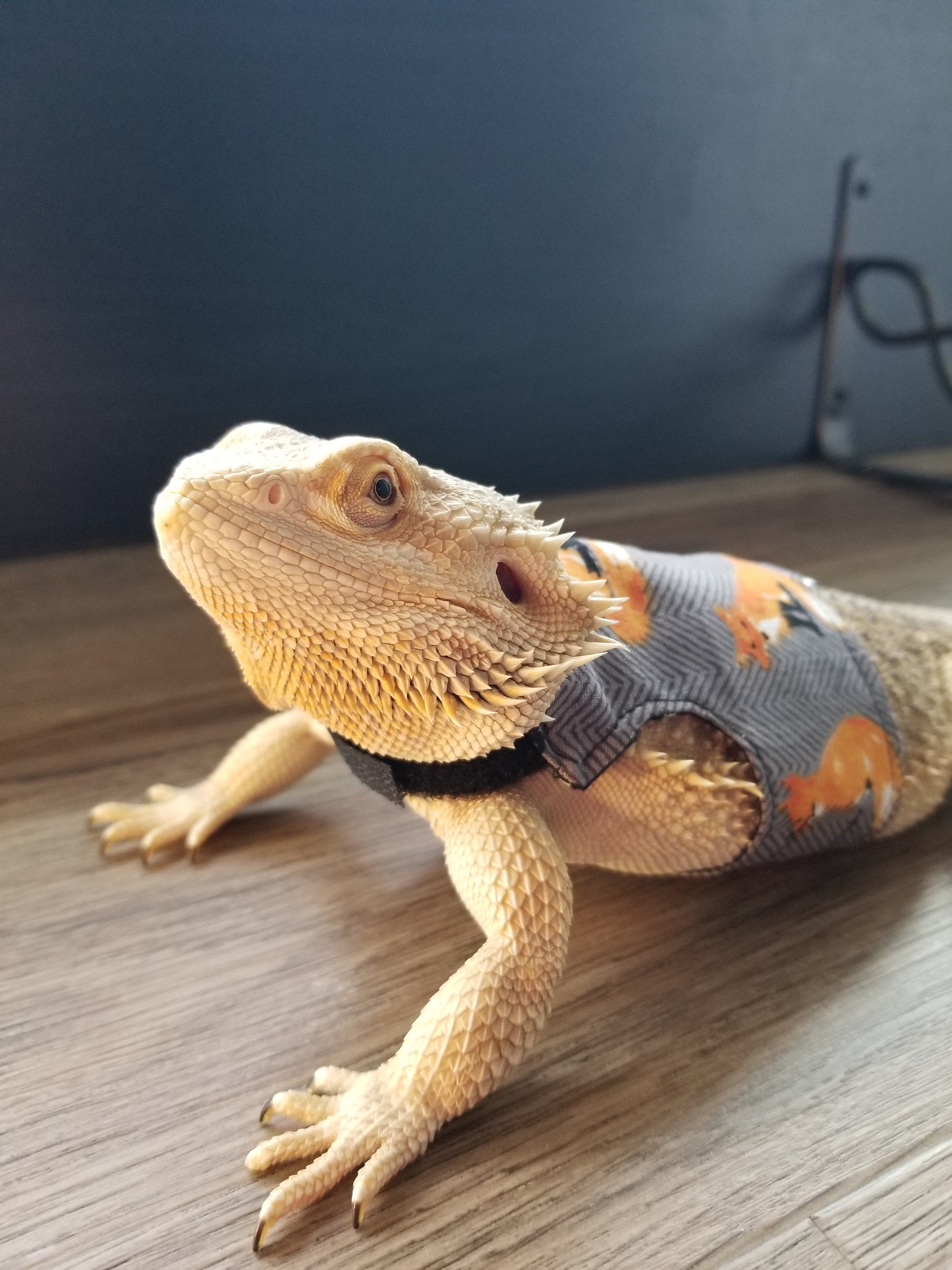 Bearded Dragon Leash, Bearded Dragon Harness, Lizard Leash, Lizard ...