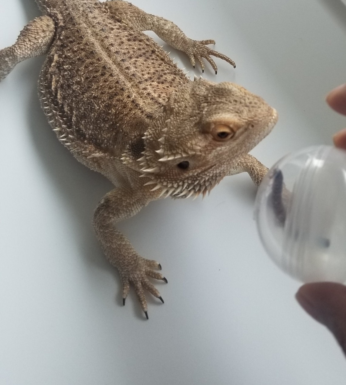 Bearded Dragon Bug Bubble Bearded Dragon Toy | Etsy