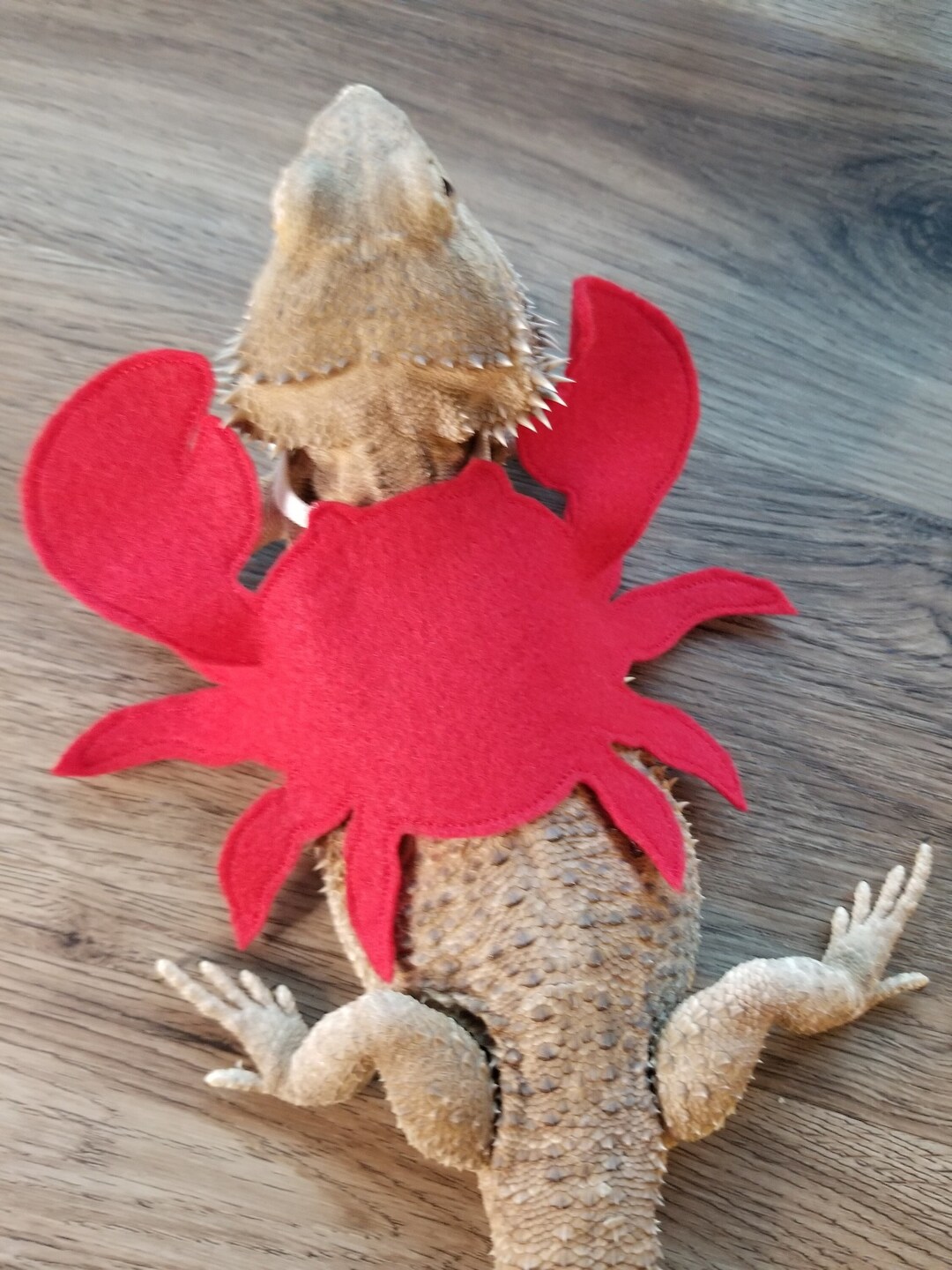 Halloween Costume, Lizard Costume, Rodent Costume, Halloween Pictures ...